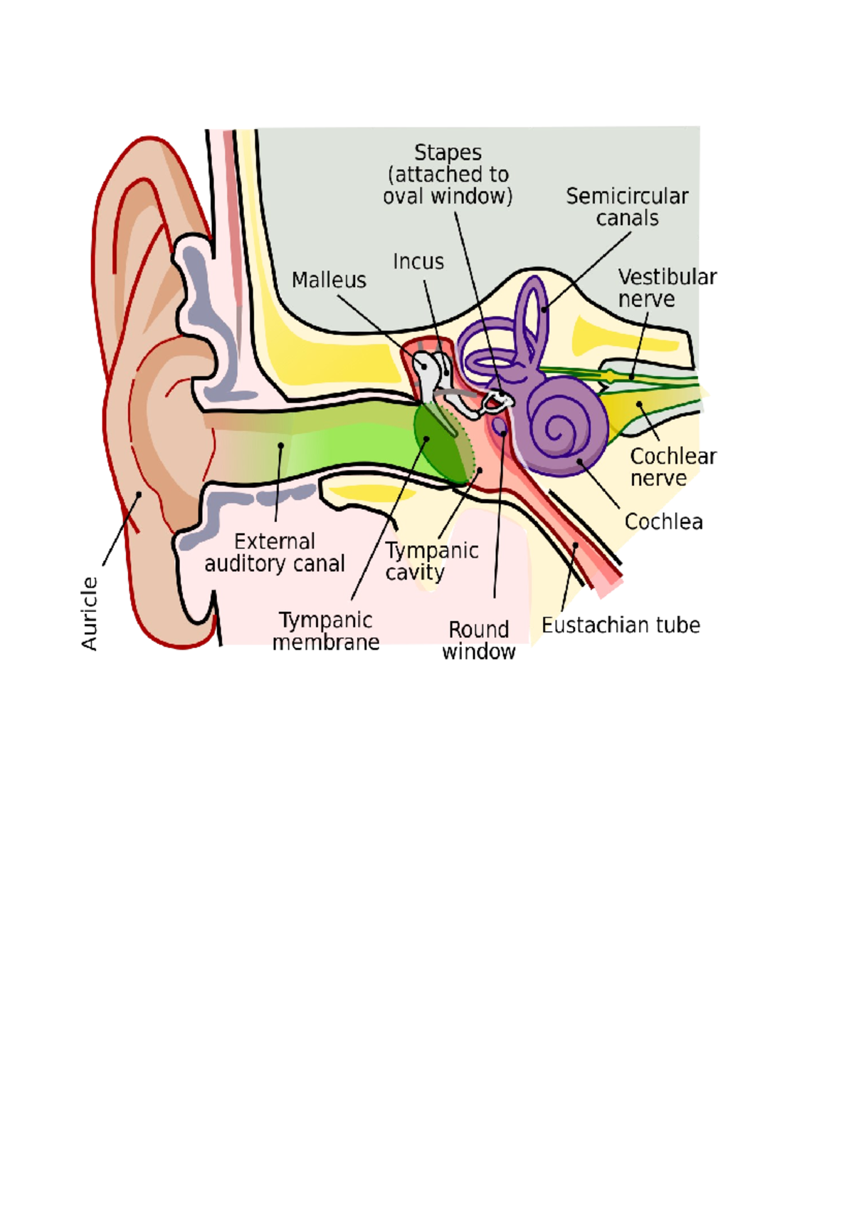 Human Ear - 1. Auricle The auricle is a complex fibroelastic skeleton ...