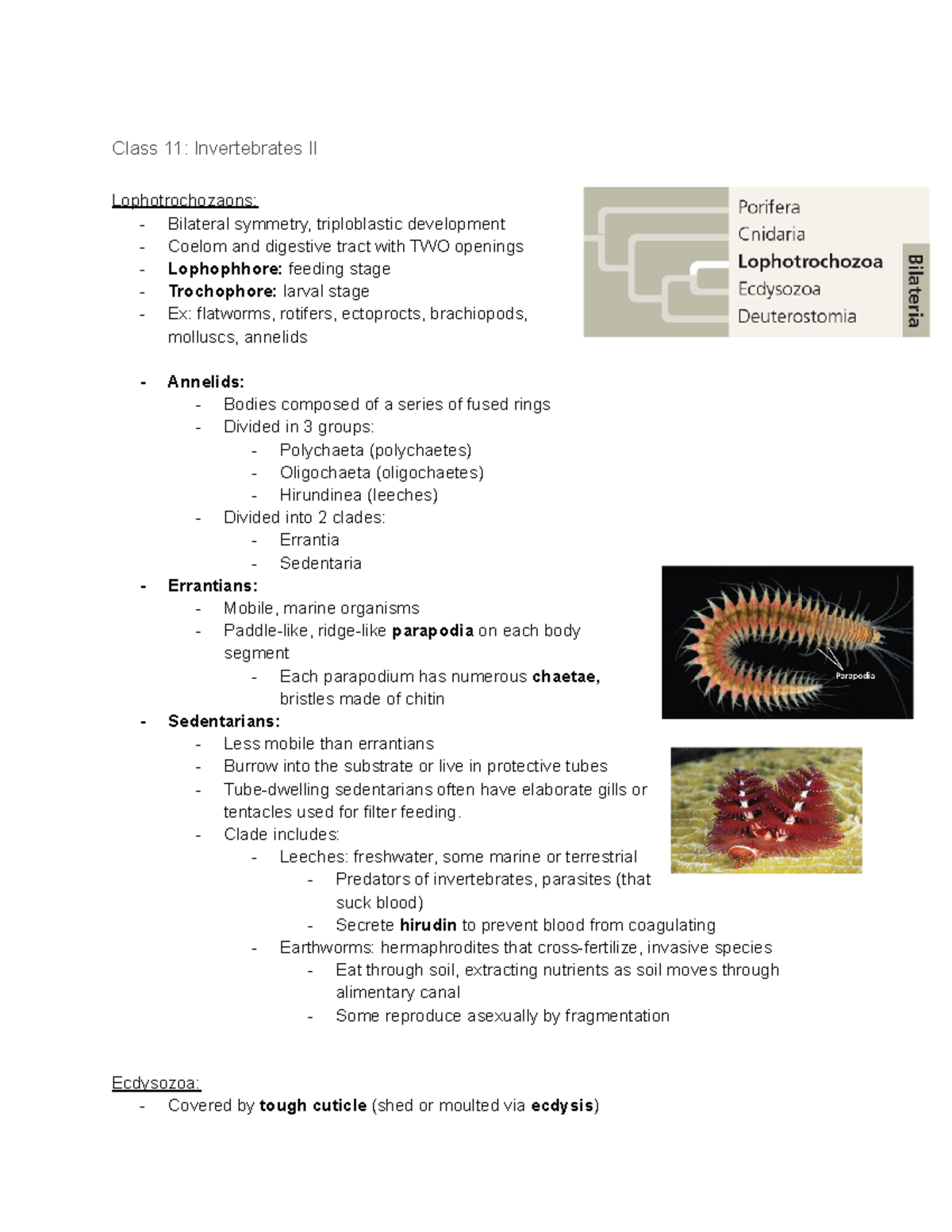 BIOL1507 Invertebrates Part II Note - Class 11: Invertebrates II ...