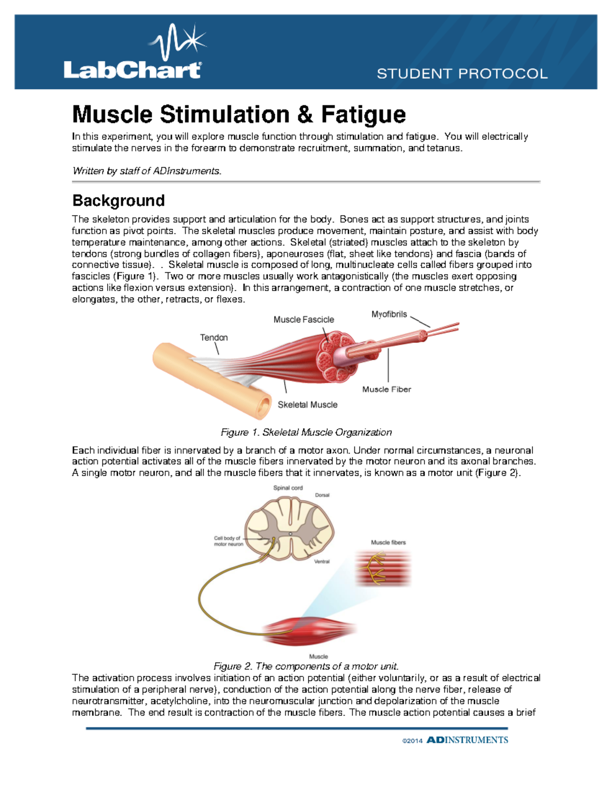 Muscle Stimulation & Fatigue Lab - Muscle Stimulation & Fatigue In this ...