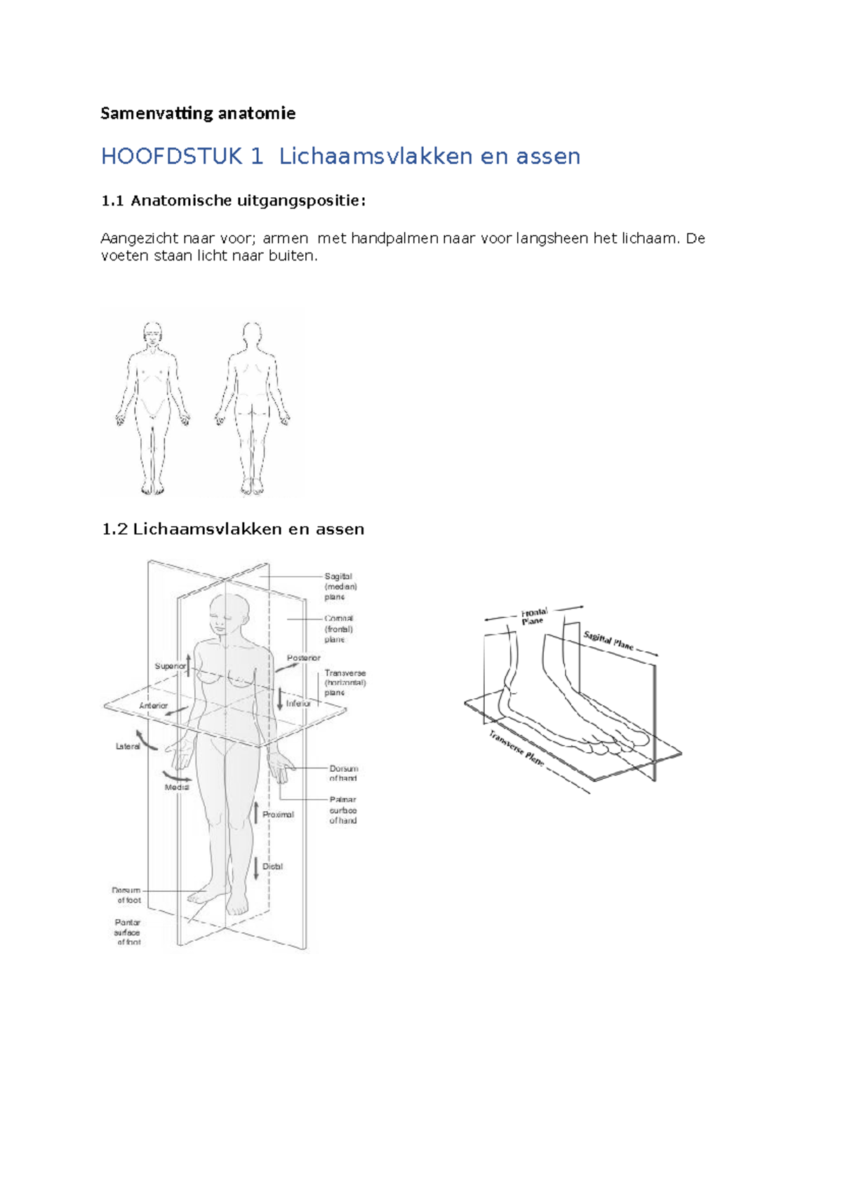 Samenvatting-anatomie - Samenvatting anatomie HOOFDSTUK 1 ...