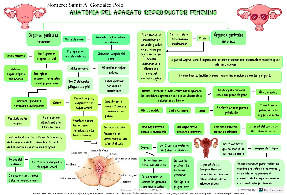 Aparato reproductor Femenino - ”rganos genitales externos ”rganos ...