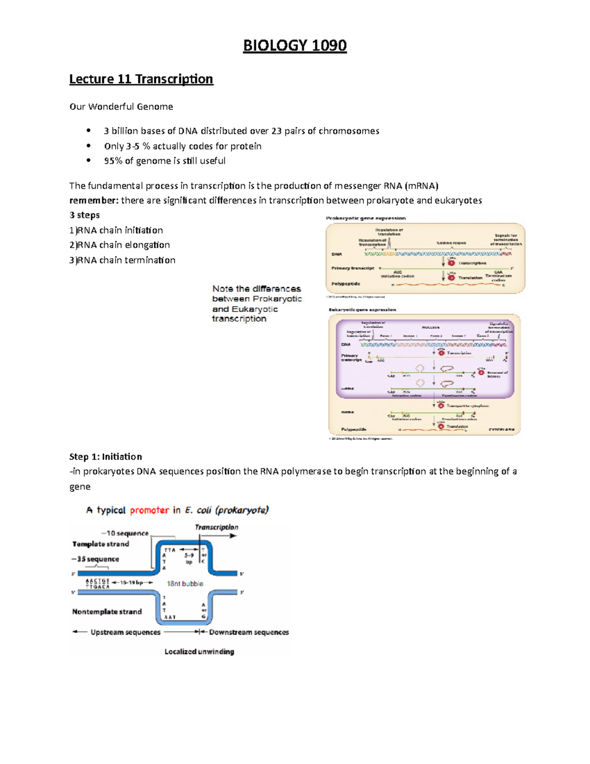 Lecture 11 Transcription - BIOLOGY 1090 Lecture 11 Transcription Our ...