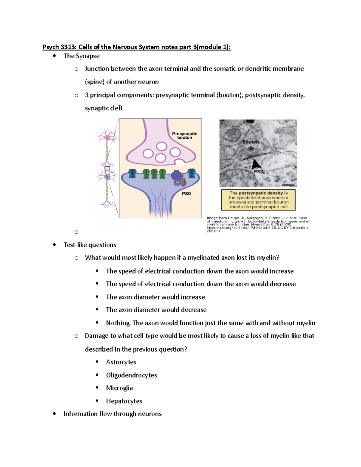 Psych 3313 Cells of the Nervous System notes part 3(module 1) - The ...