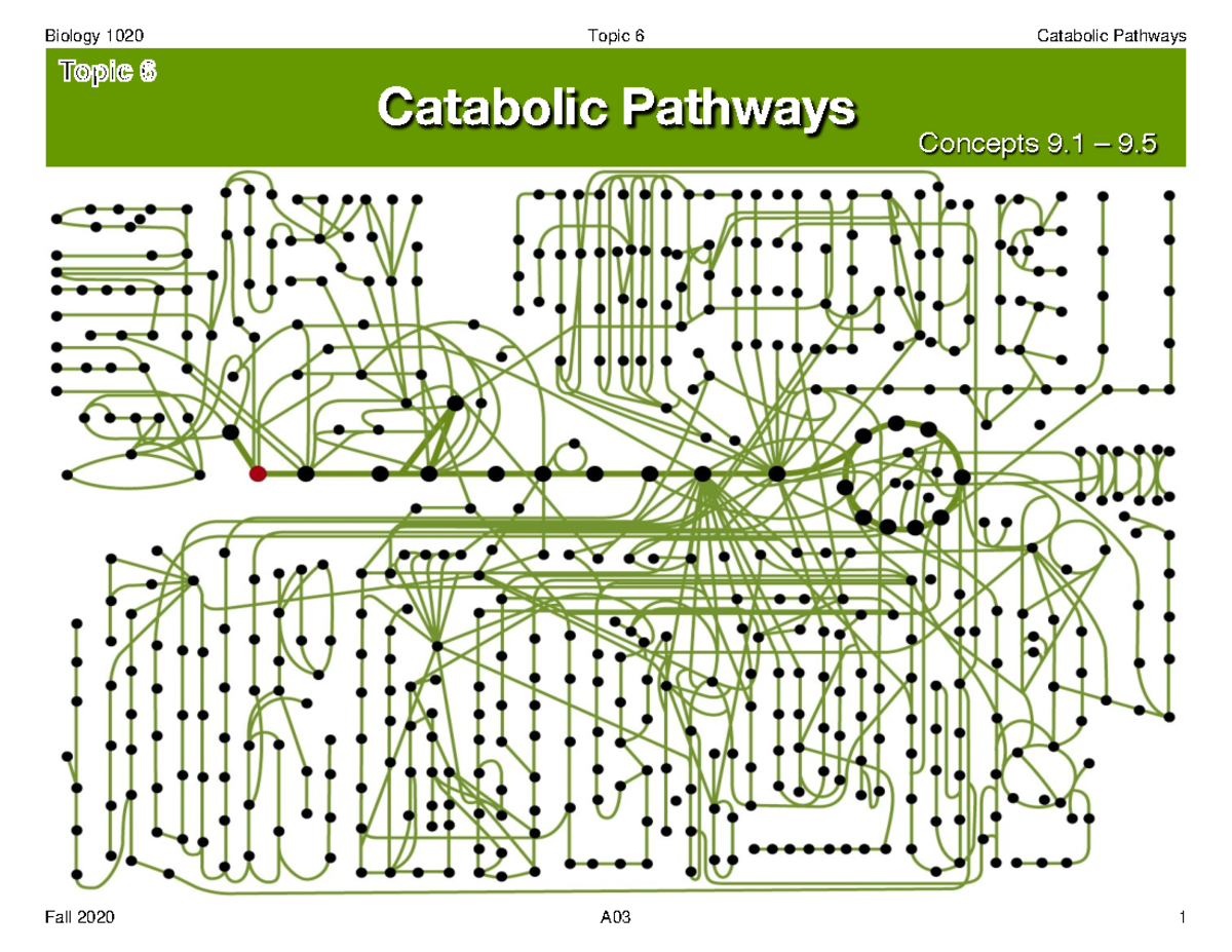 6- catabolic pathways- notes - © Scott 2020 Catabolic Pathways Concepts ...