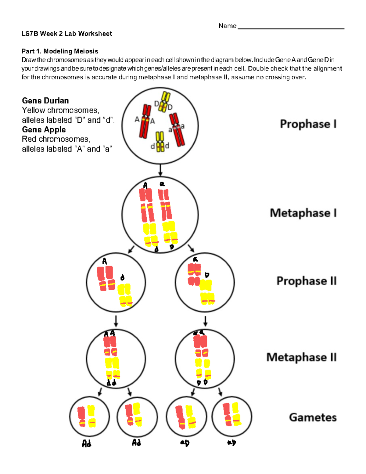 LS7B Week 2 Lab Worksheet (2)-1 - Name LS7B Week 2 Lab Worksheet Part 1 ...