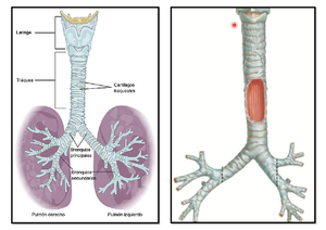Anatomia de la faringe - ANATOMIA La faringe es un conducto ...