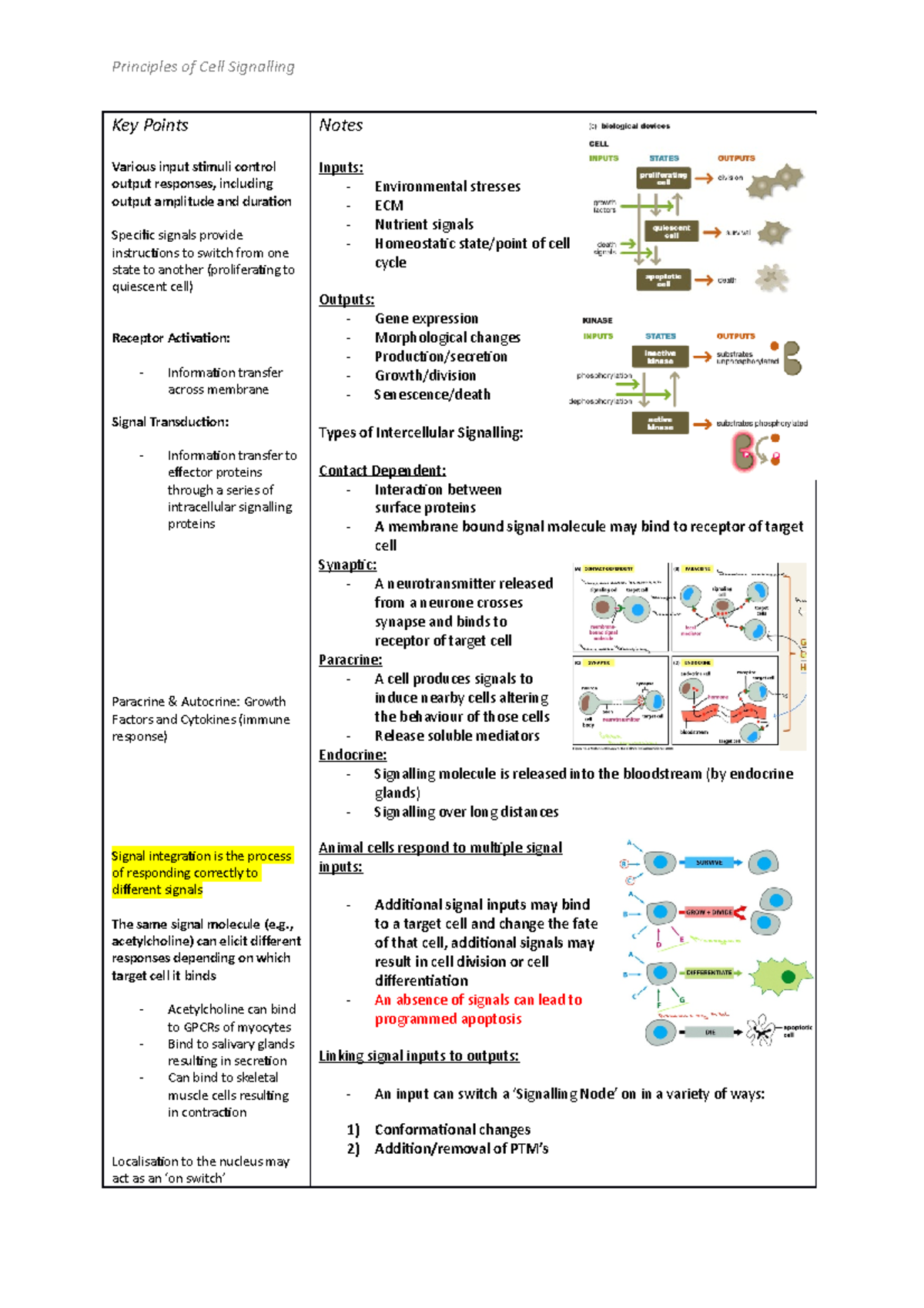 1. Principles of Cell Signalling - Key Points Various input stimuli ...