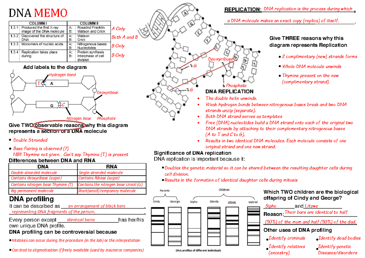 9.1 DNA description - DNA MEMO REPLICATION:. . Give THREE reasons why this diagram represents ...