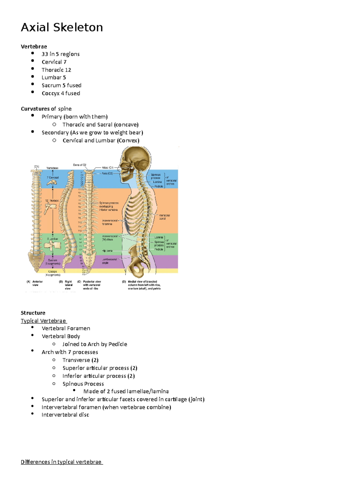 The Axial Skeleton - Axial Skeleton Vertebrae 33 in 5 regions Cervical ...