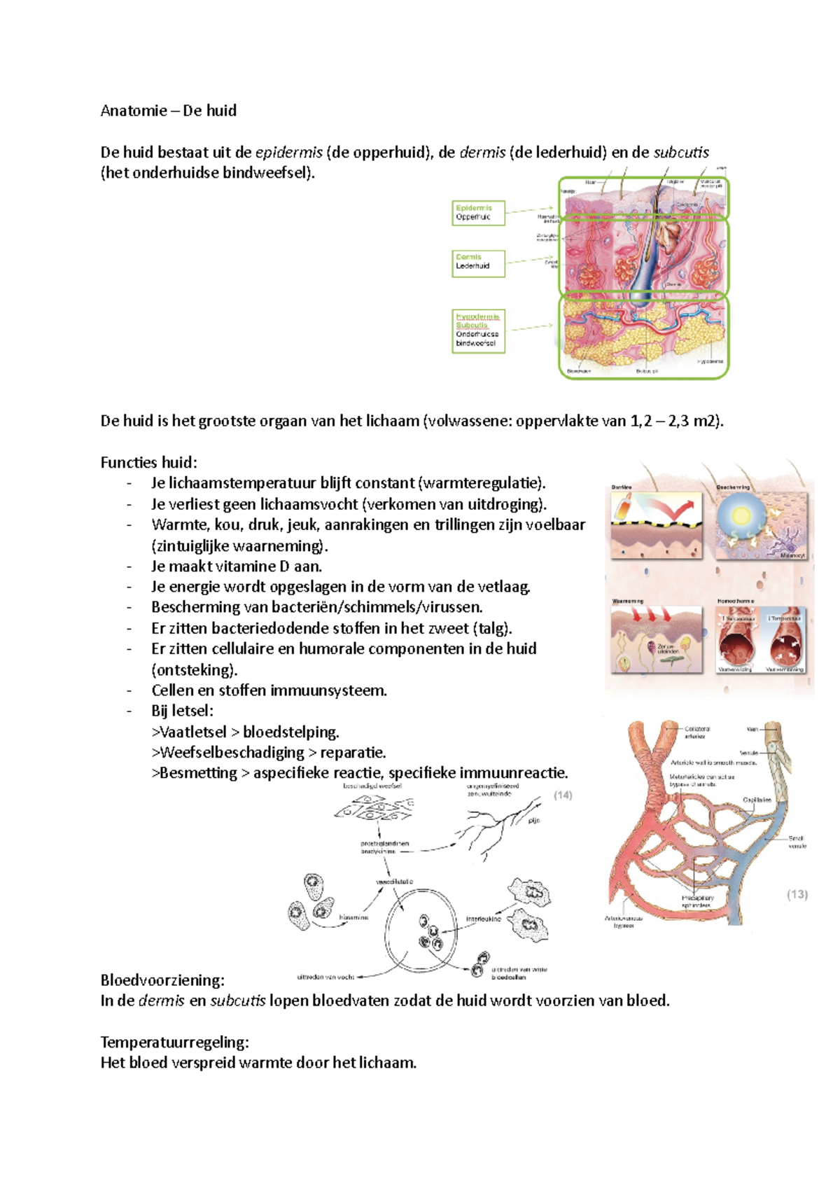 Anatomie - de huid - Anatomie – De huid De huid bestaat uit de ...