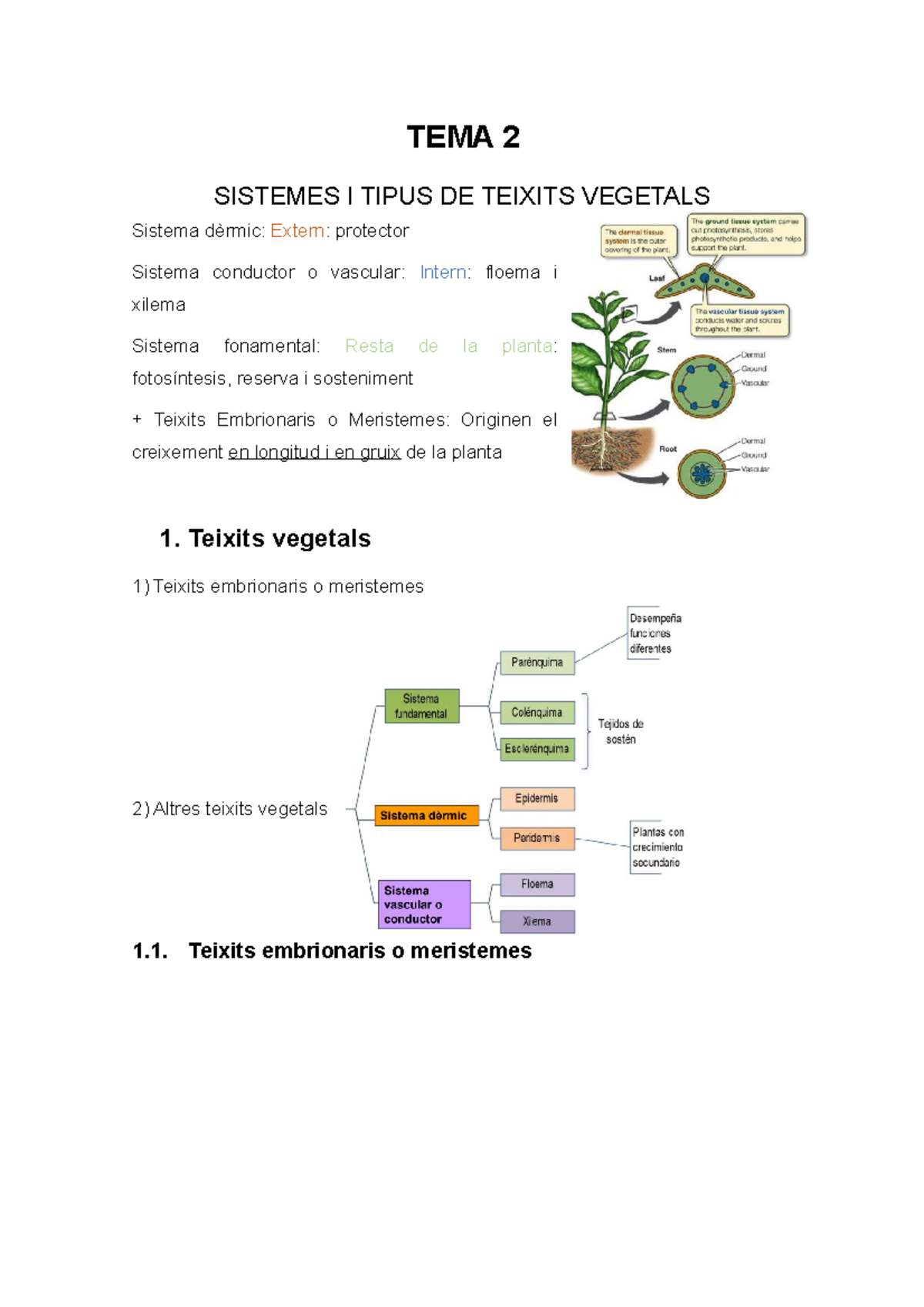 TEMA 2 - .... - TEMA 2 SISTEMES I TIPUS DE TEIXITS VEGETALS Sistema dèrmic: Extern: protector ...