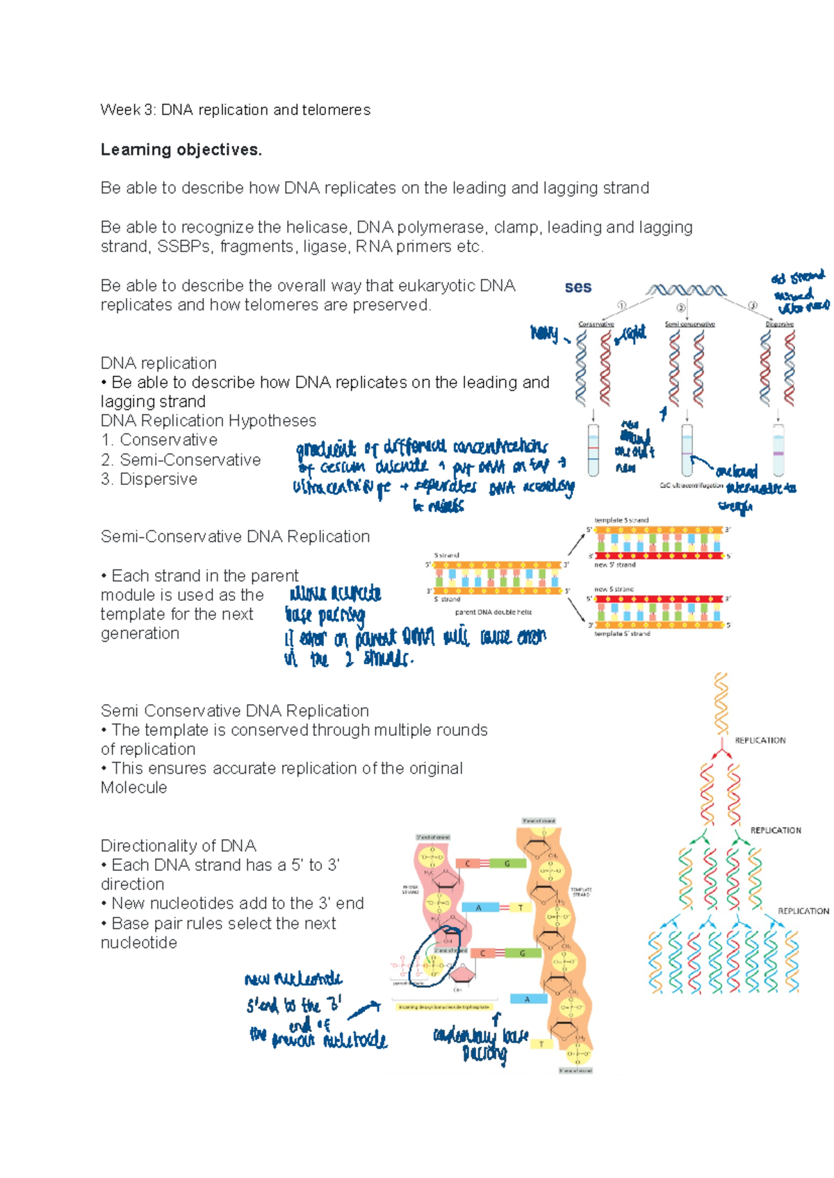 Week 3 - Notes on genetics - Week 3: DNA replication and telomeres ...