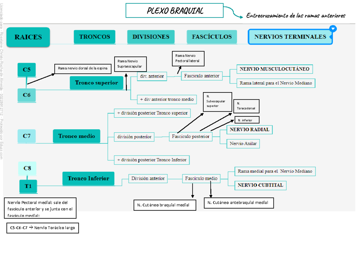 Material plexo braquia medbarcelo - Rama nervio dorsal de la espina ...