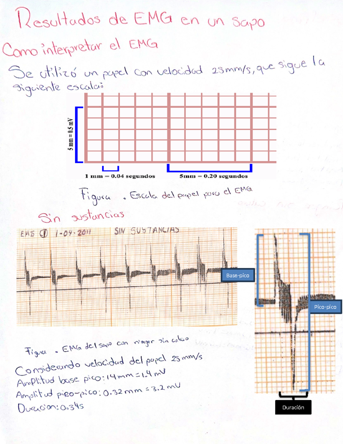 Resultados de EMG en un sapo - Fisiologia y Biofisica 1 - Base-pico ...