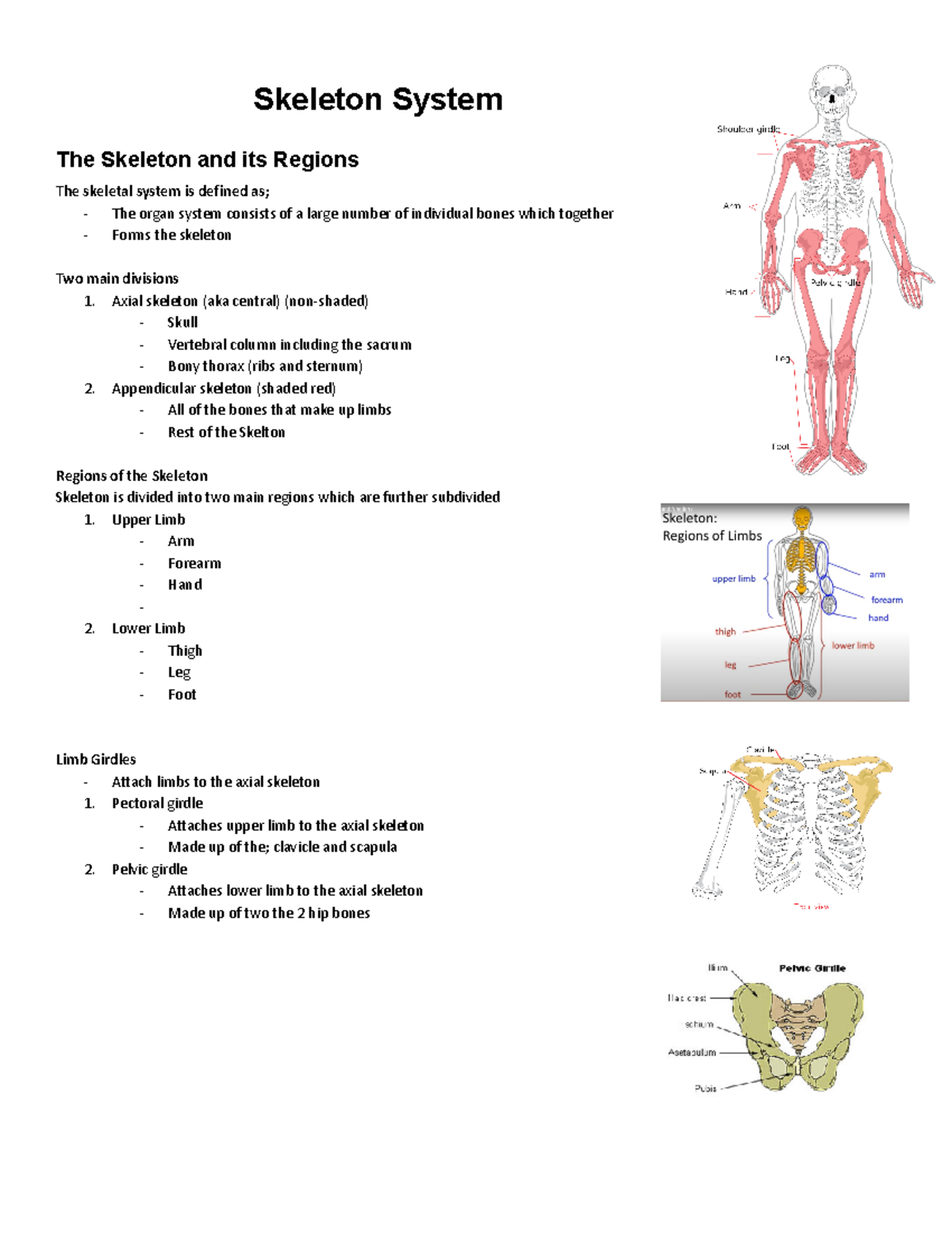 Week 2 - Skeletal System - Skeleton System The Skeleton and its Regions ...