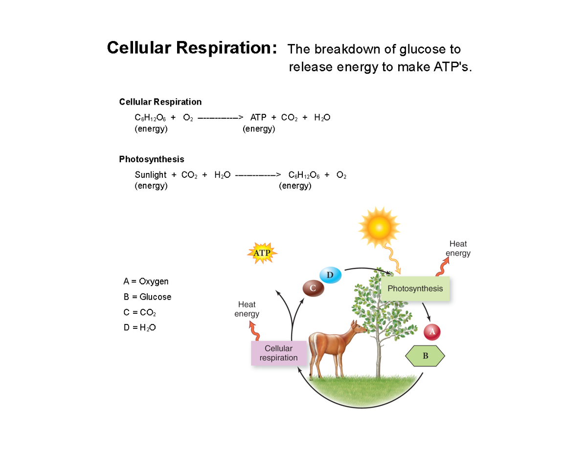Cellular Respiration Overview - Cellular Respiration: The breakdown of ...