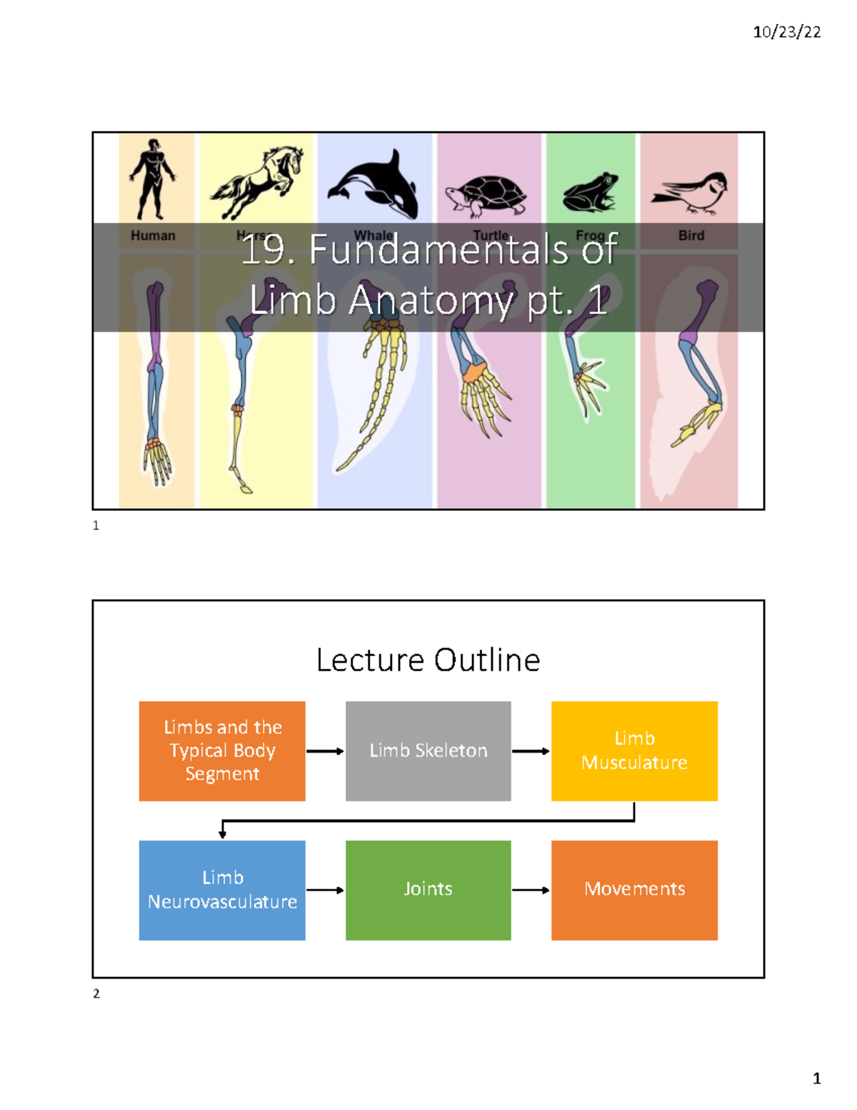 Fundamentals of Limb Anatomy pt 1 - 19. Fundamentals of Limb Anatomy pt ...