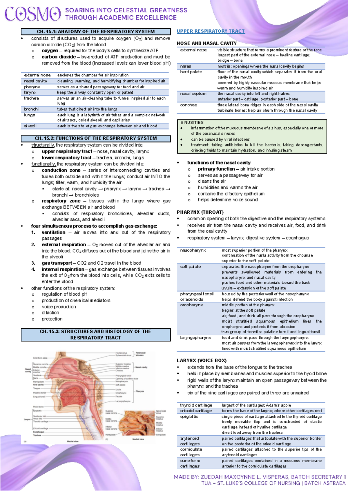 Cosmo- Anaphy- Finals - CH. 15: ANATOMY OF THE RESPIRATORY SYSTEM ...