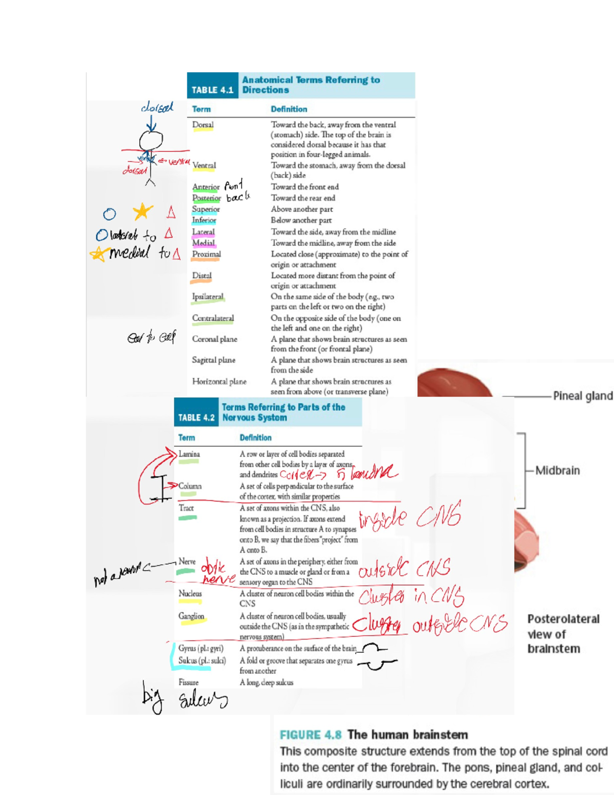 Brain Dissection Notes - PSYC 1200 - Studocu