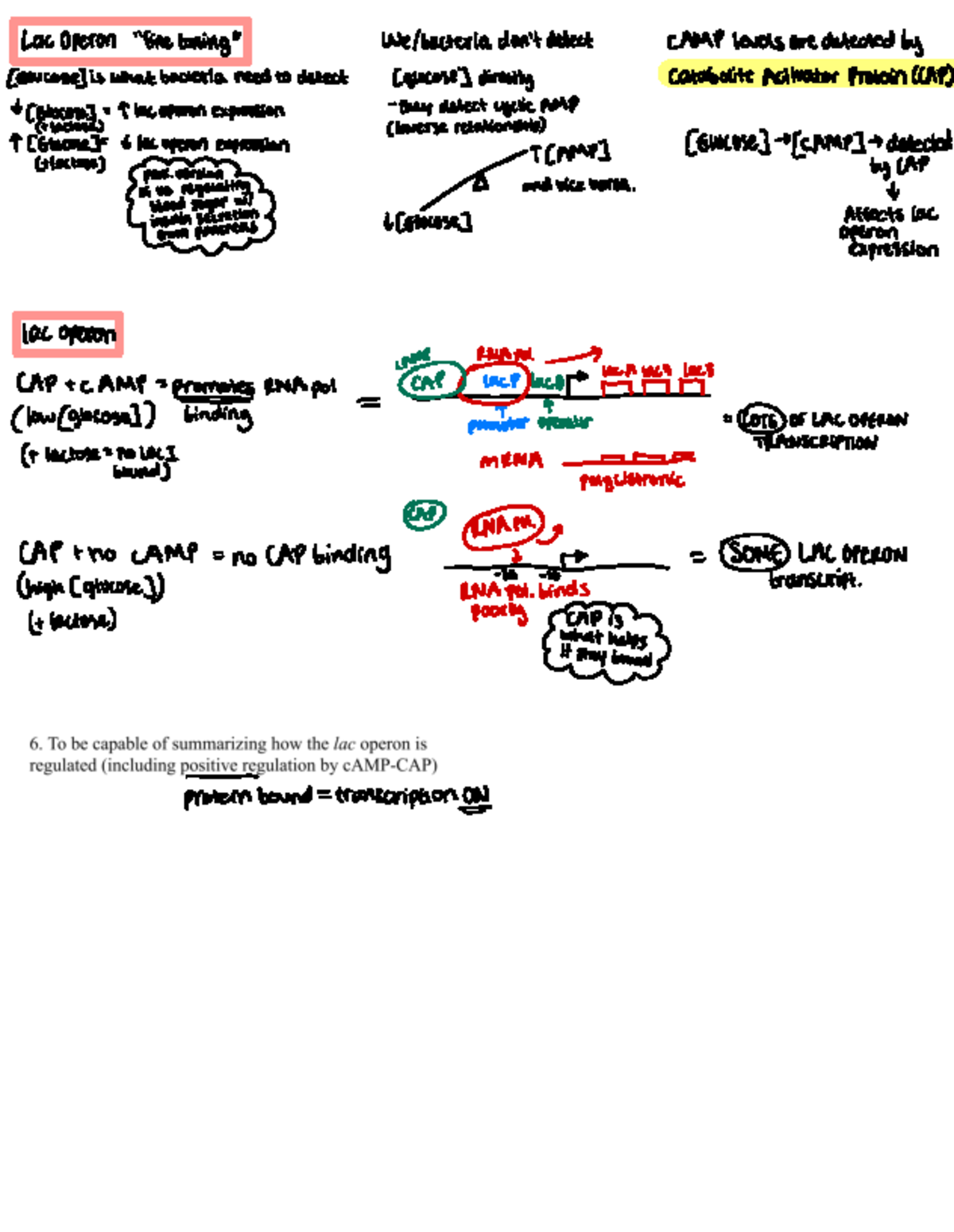 Gene Regulation - Dr. Crook genetics lecture notes - Lac Operon fine ...