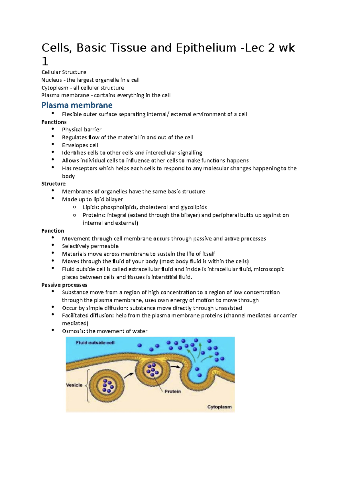 Cells, Basic Tissue and Epithelium - ANAT1001 - MQ - Studocu