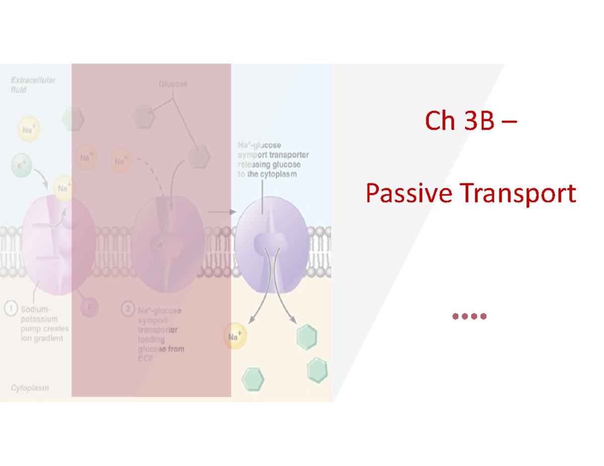 Ch 3B - Passive Transport - Ch 3B – Passive Transport cells as the basic structural feature of ...