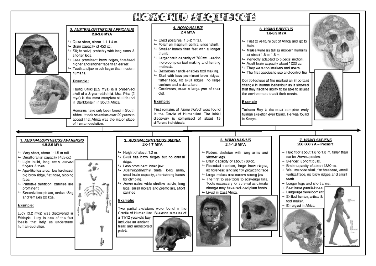 Homonid Sequence - evolution - HOMONID SEQUENCE 1. AUSTRALOPITHECUS ...