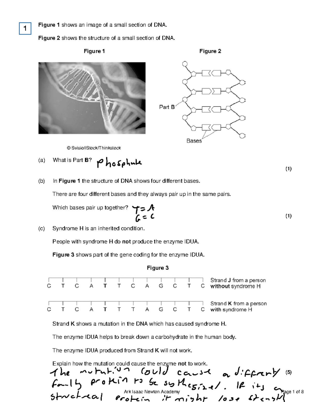 Biology Mr hairdree dna - Figure 1 shows an image of a small section of ...