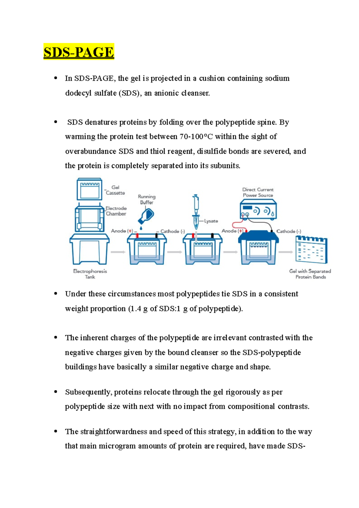 SDS- PAGE - It is useful lecture notes - SDS-PAGE In SDS-PAGE, the gel ...