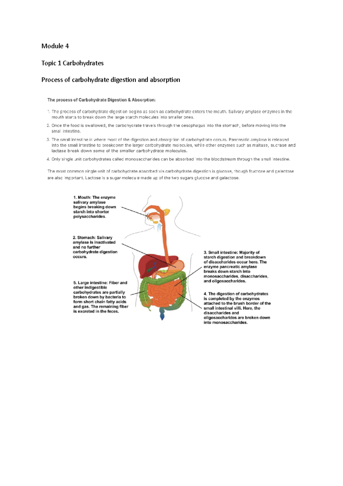 Module 4 - Online learning notes - Module 4 Topic 1 Carbohydrates ...