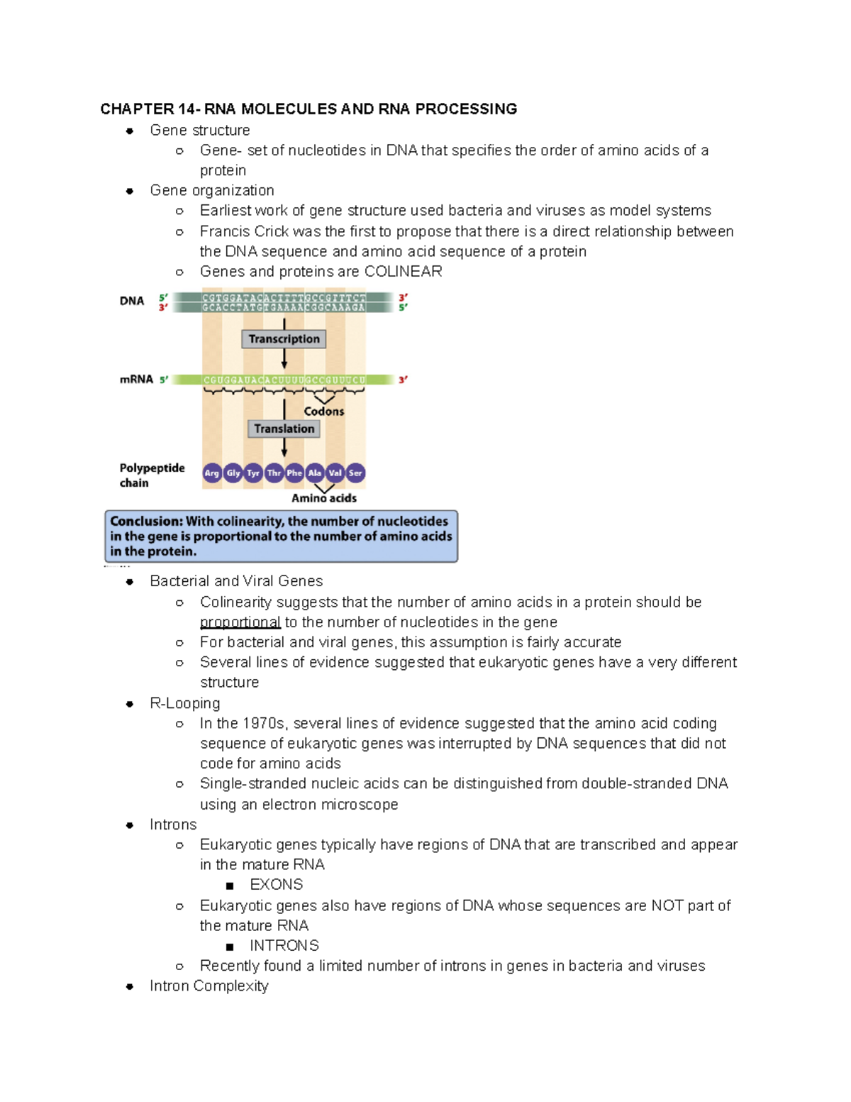Genetics Chapter 14 Notes Part 1 - CHAPTER 14- RNA MOLECULES AND RNA ...