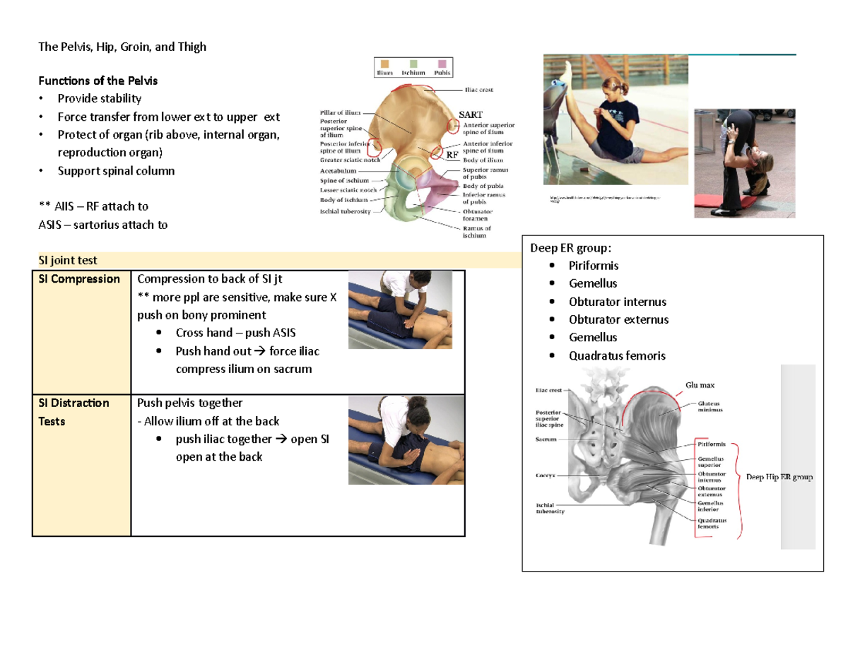 KIN 340 test 3 - quiz 3 material - Functions of the Pelvis Provide ...