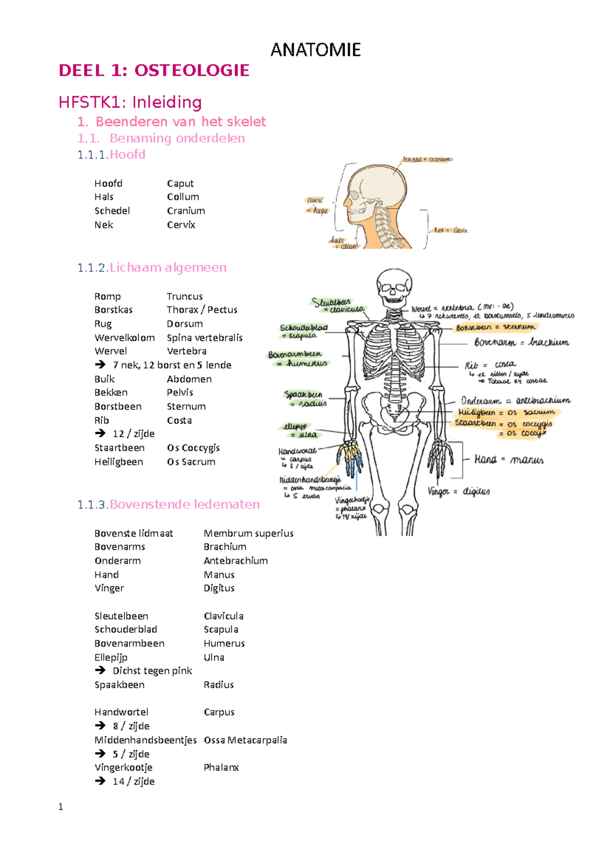 Samenvatting Anatomie - Osteologie - DEEL 1: OSTEOLOGIE HFSTK1 ...