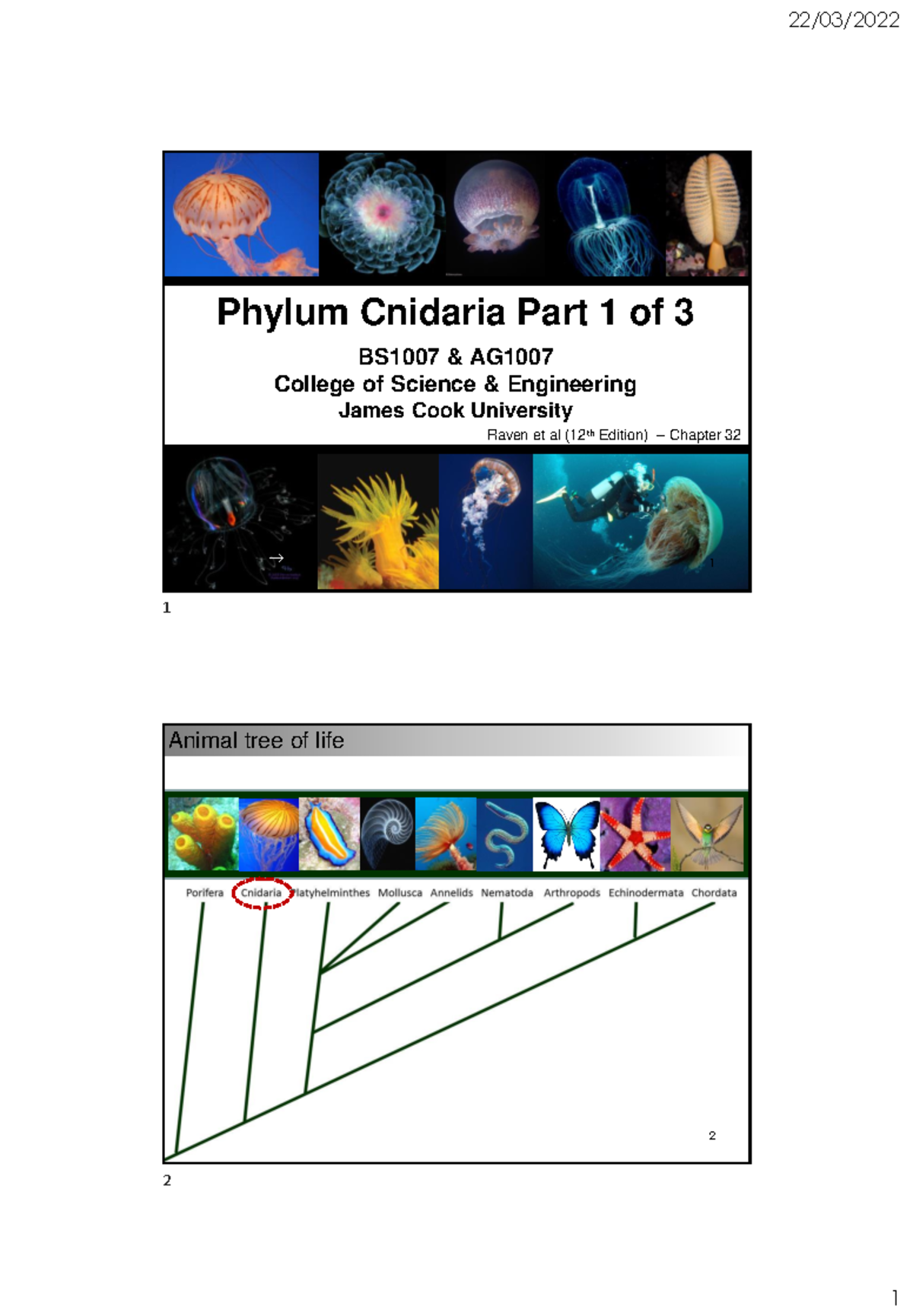 Cnidaria slides - Phylum Cnidaria Part 1 of 3 BS1007 & AG College of ...