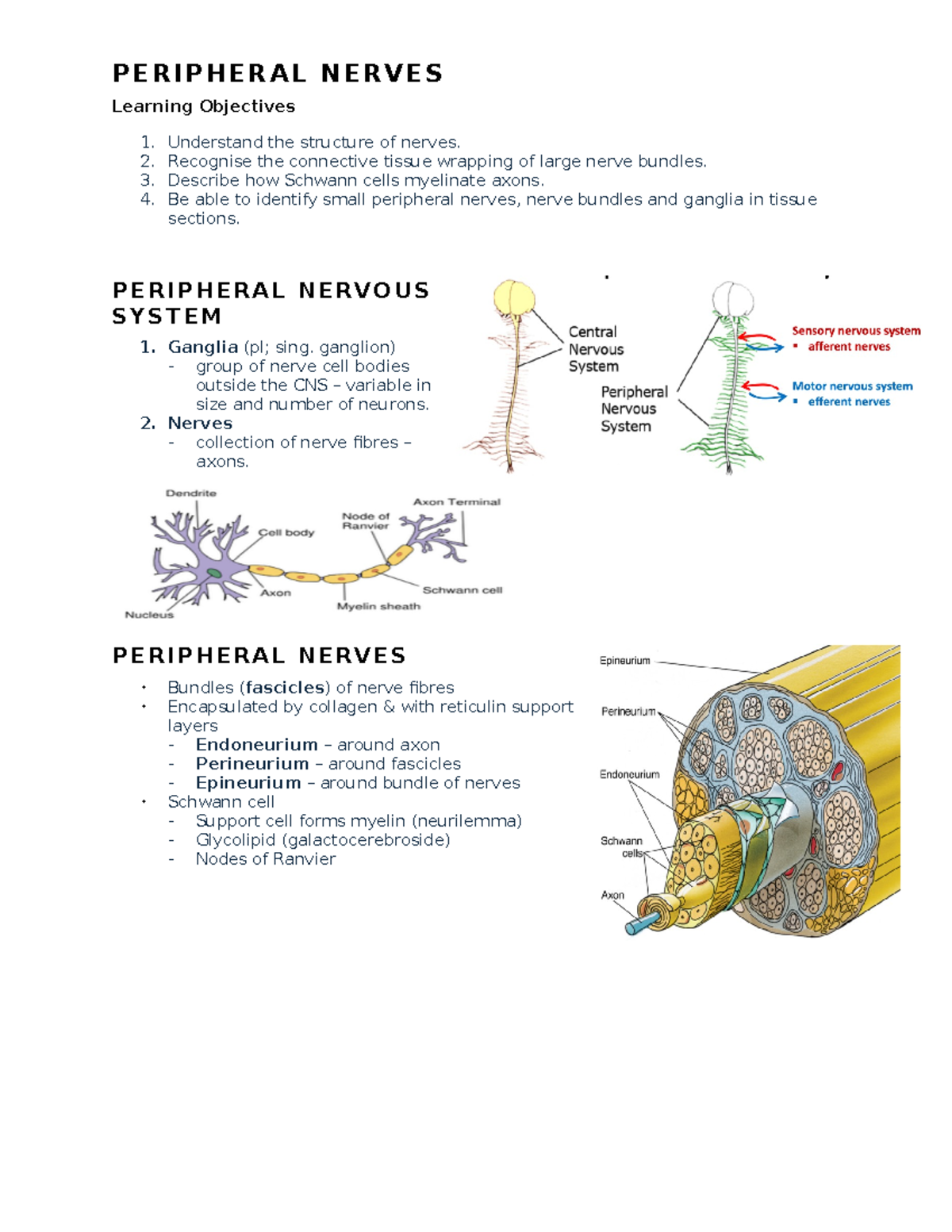 Peripheral Nerves - PERIPHERAL NERVES Learning Objectives 1. Understand ...