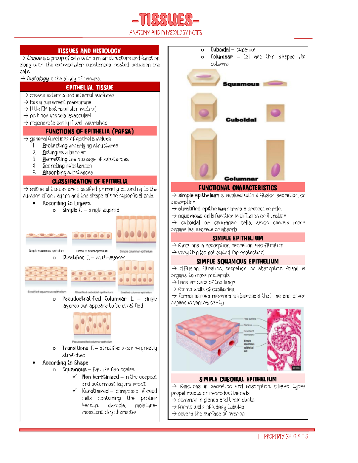Tissues - TISSUES AND HISTOLOGY → → EPITHELIAL TISSUE → → → → → ...