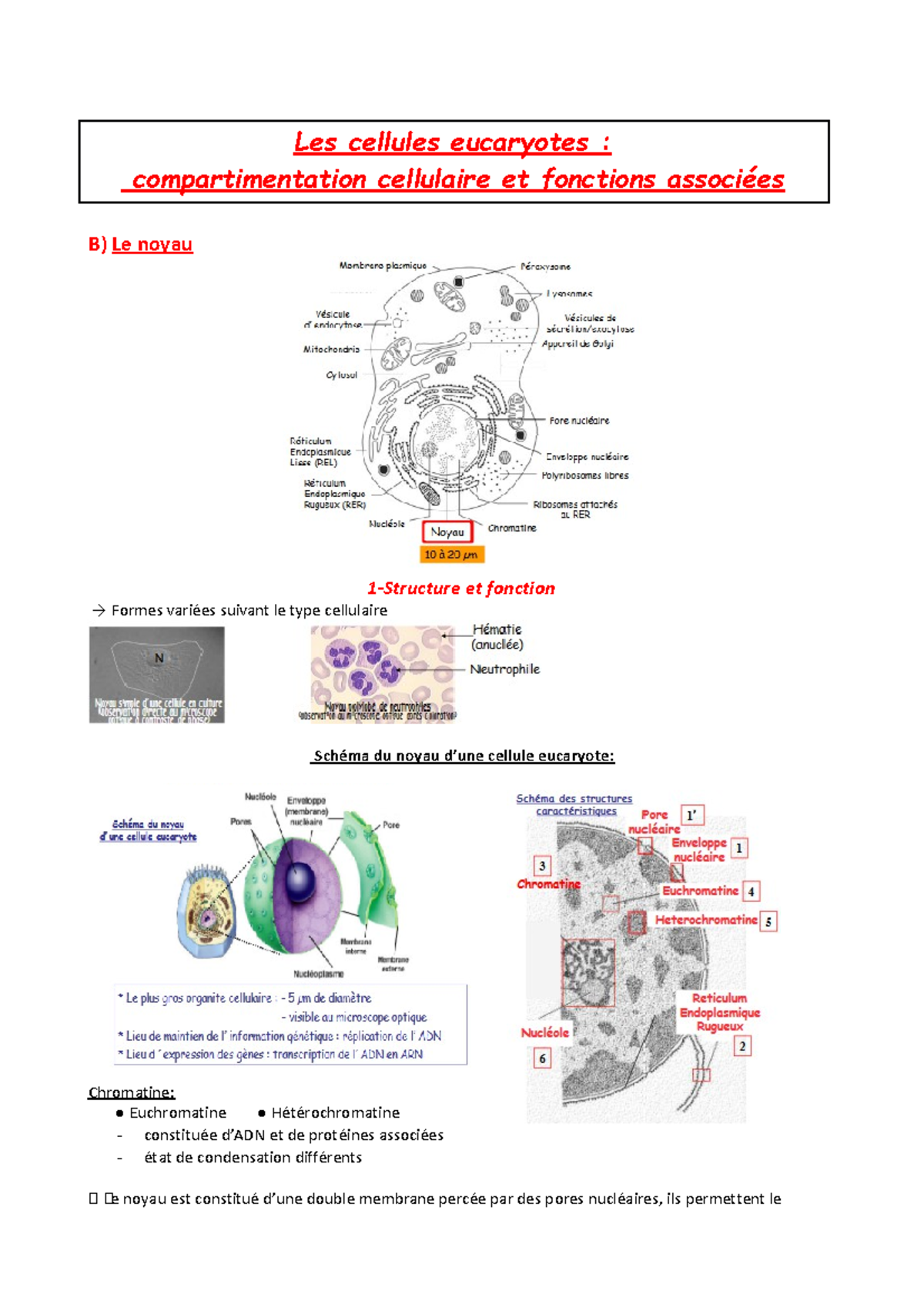 IV- Les cellules eucaryotes compartimentation cellulaire et fonctions ...