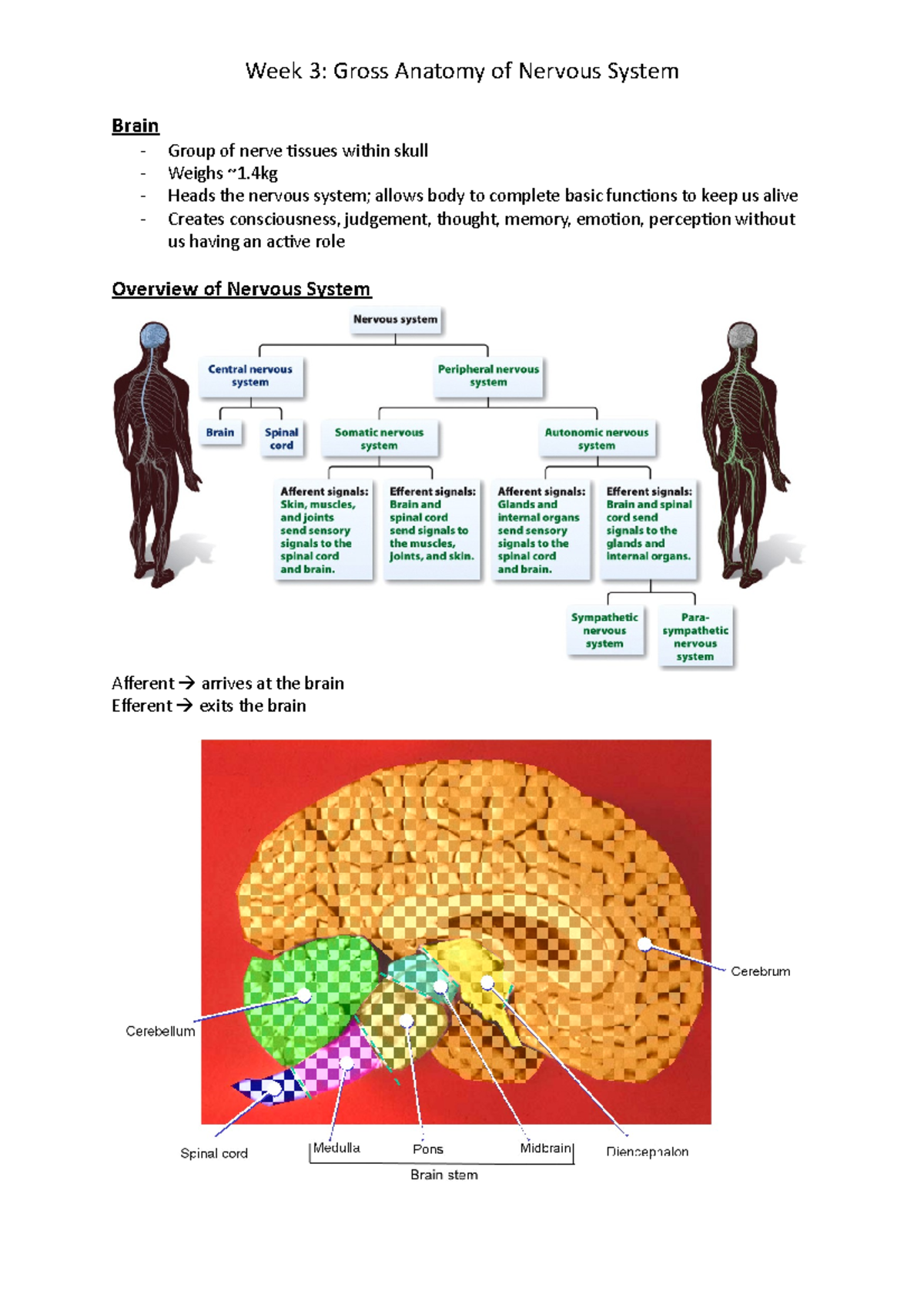 Week 3 - Nervous System Anatomy - Brain Group of nerve issues within ...