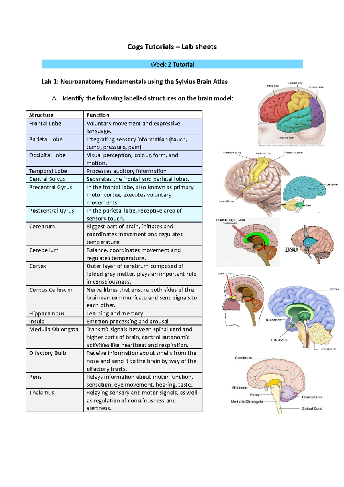 Tutorial Lab Sheets - Brain anatomy, functions and diagrams - Cogs ...
