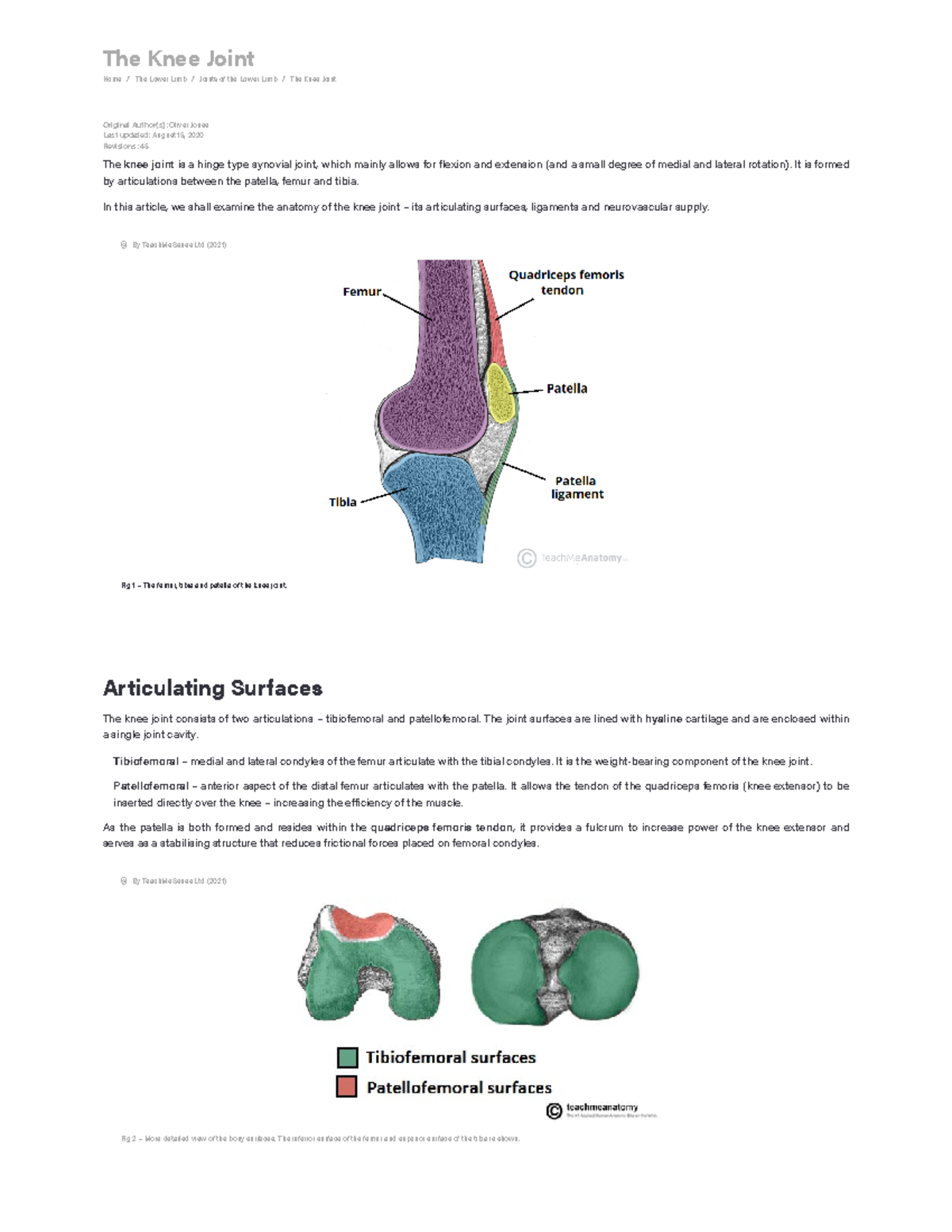 The Knee Joint - Articulations - Movements - Injuries - Cambridge ...