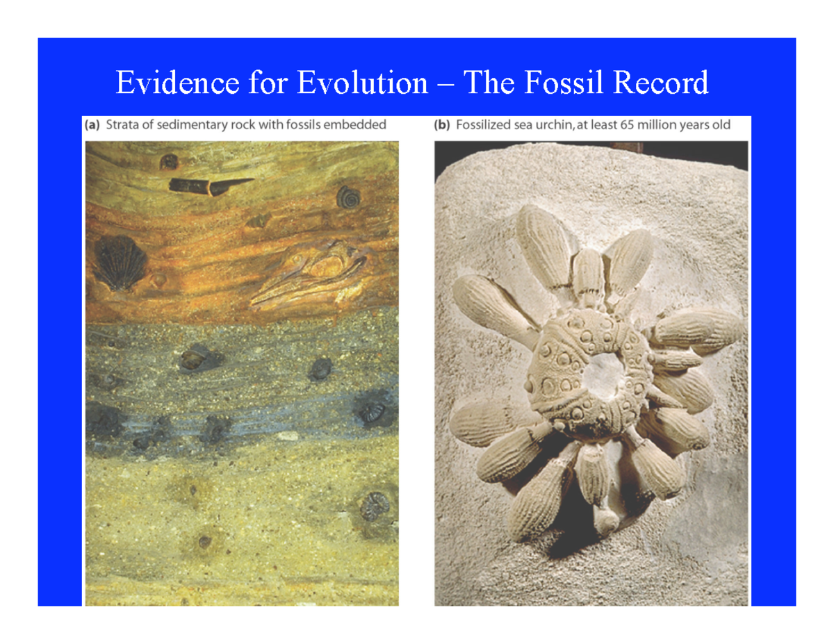 Slides 09 astronomy evolution fossil record - 1 Evidence for Evolution ...