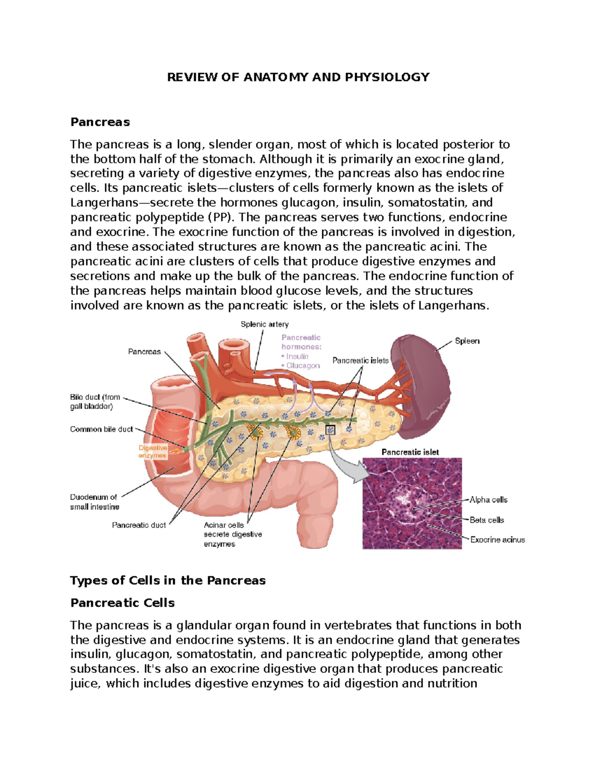 Review OF Anatomy AND Physiology - REVIEW OF ANATOMY AND PHYSIOLOGY ...