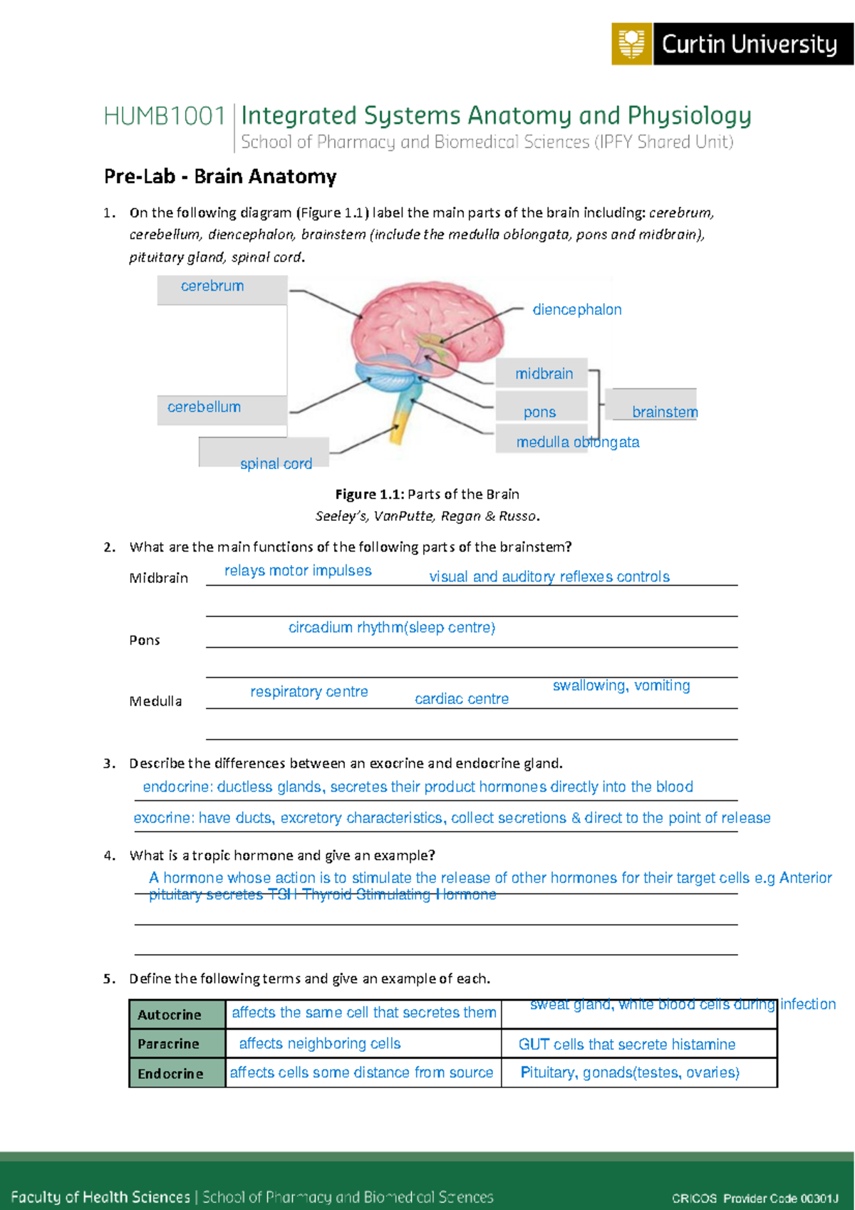 Pre-Lab Brain Anatomy Questions - Pre-Lab - Brain Anatomy On the ...