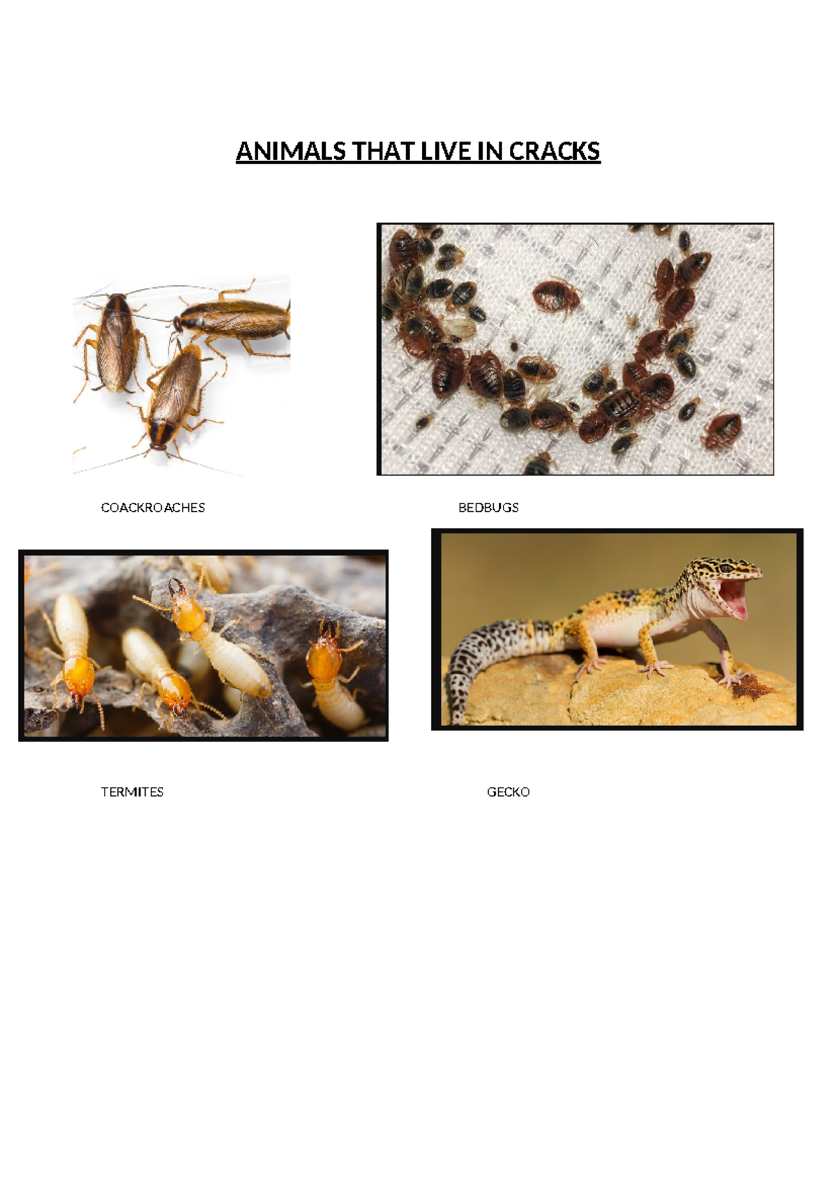 Animals THAT LIVE IN Cracks - Education arts - ANIMALS THAT LIVE IN ...