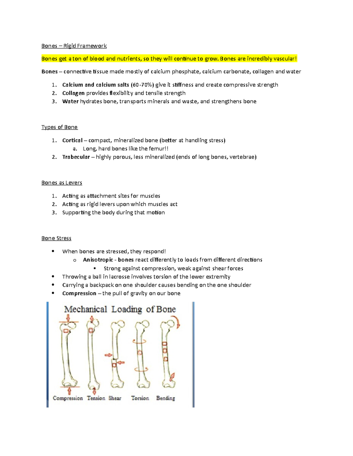 (3) The Skeletal System - Bones – Rigid Framework Bones get a ton of blood and nutrients, so ...