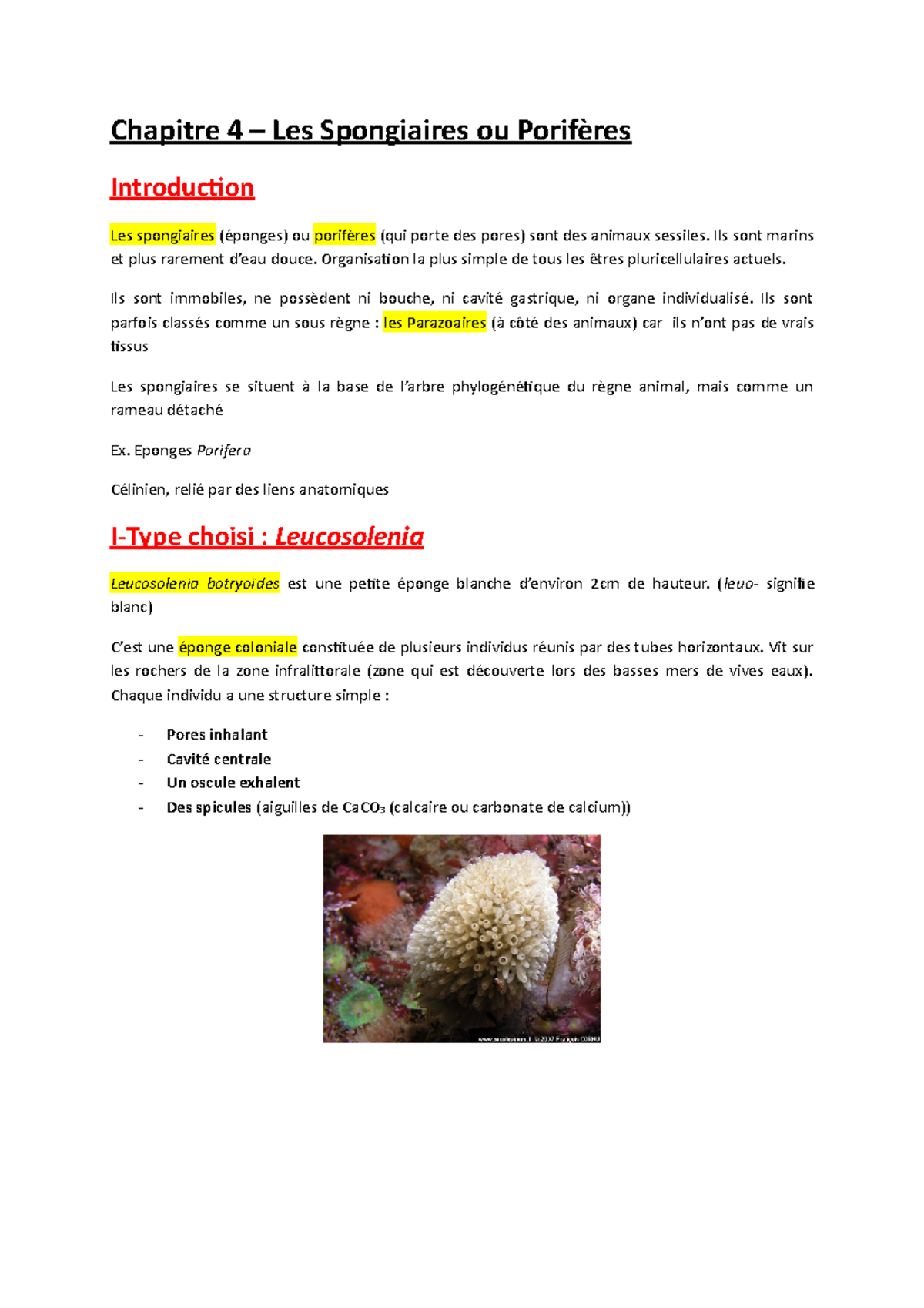 Chapitre 4 - Spongiaires ou Porifères - Chapitre 4 – Les Spongiaires ou ...