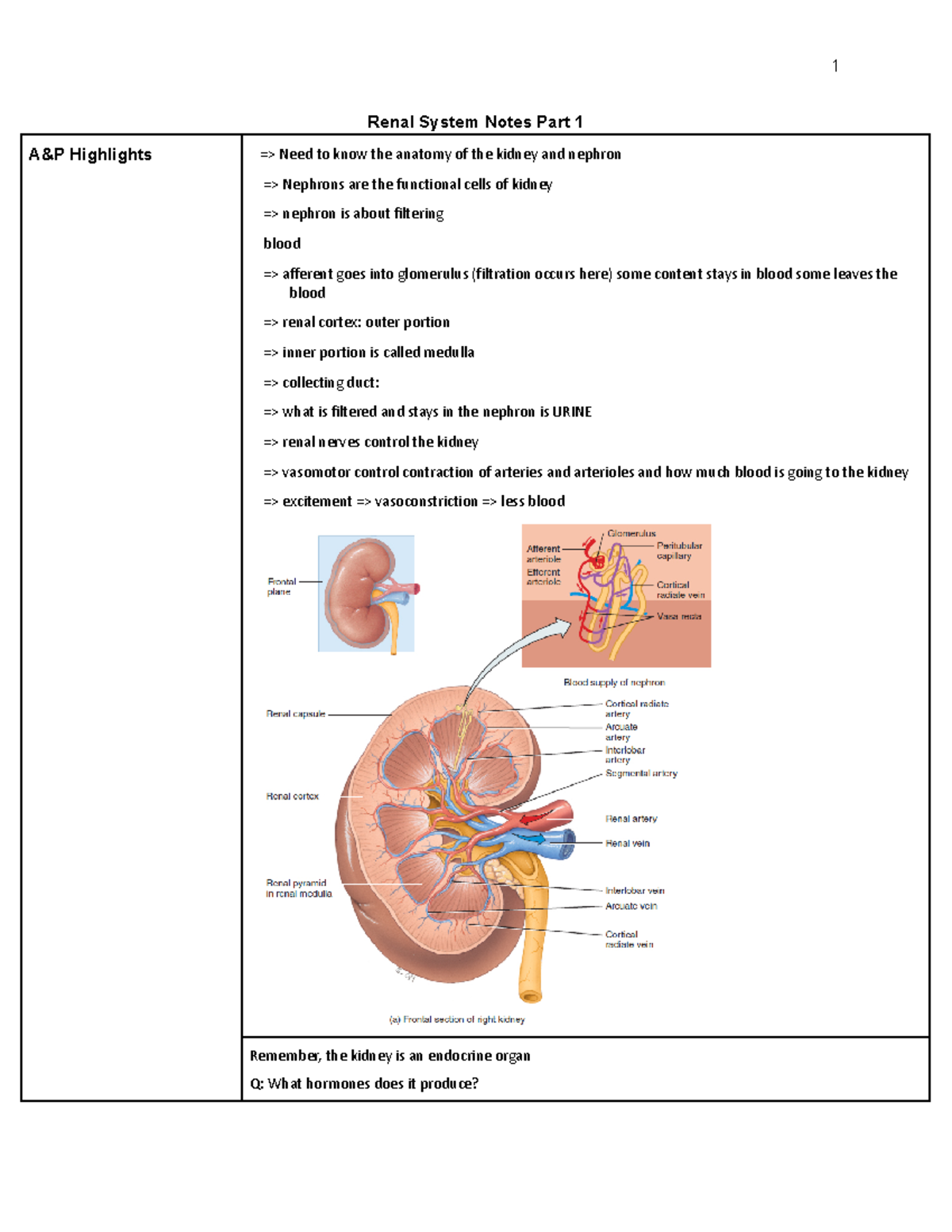 Renal system quiz #2 notes - Renal System Notes Part 1 A&P Highlights ...