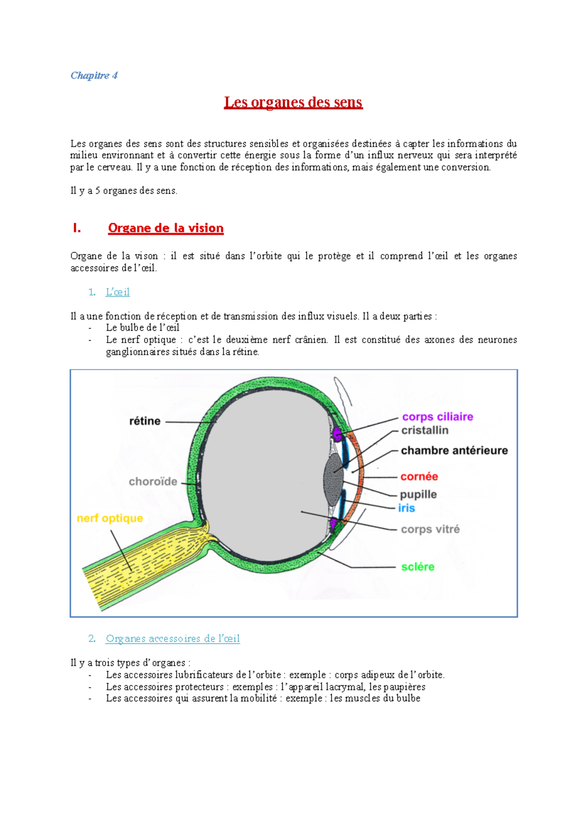III Les organes des sens - Anatomie - Studocu