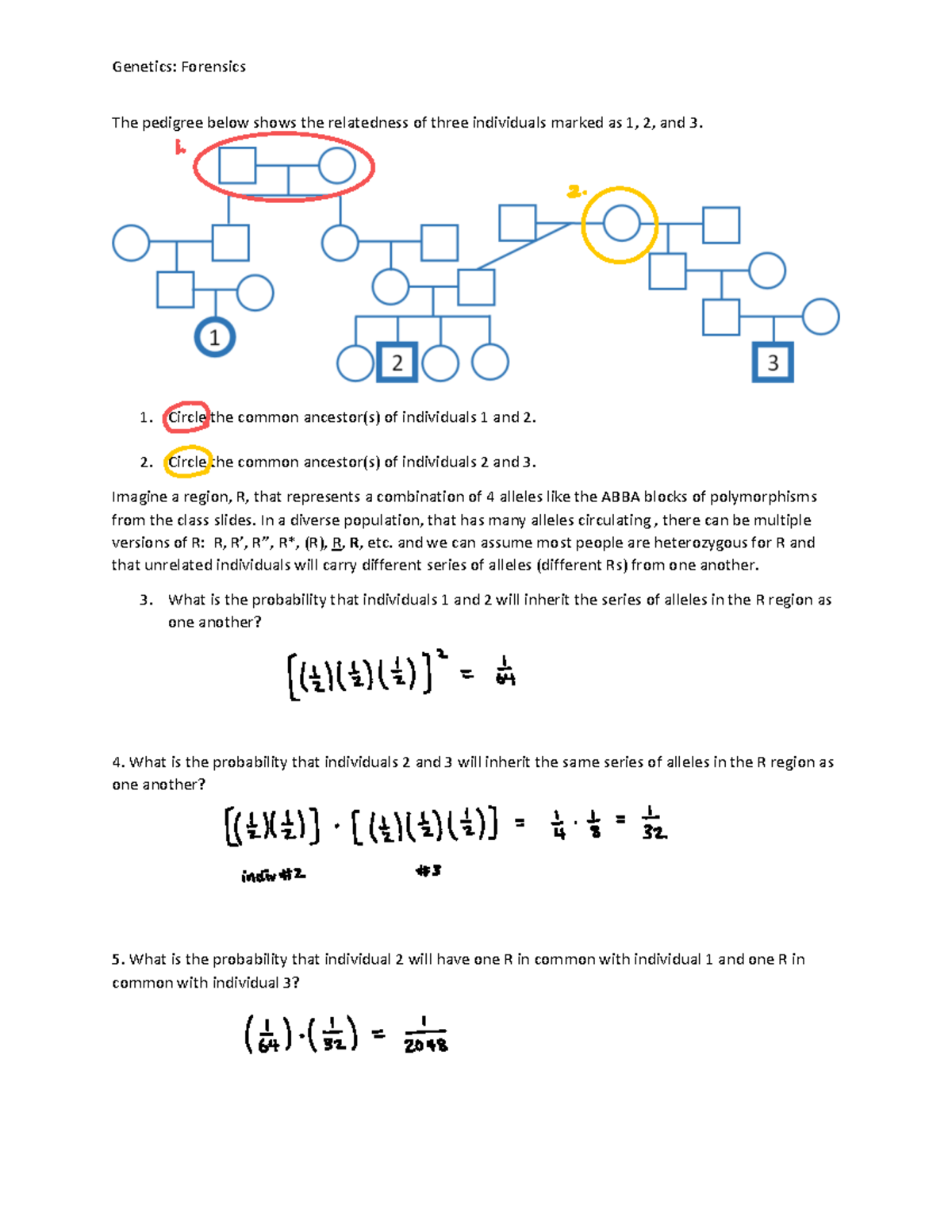 20-ancestry and forensics worksheet Blank - Genetics: Forensics The ...