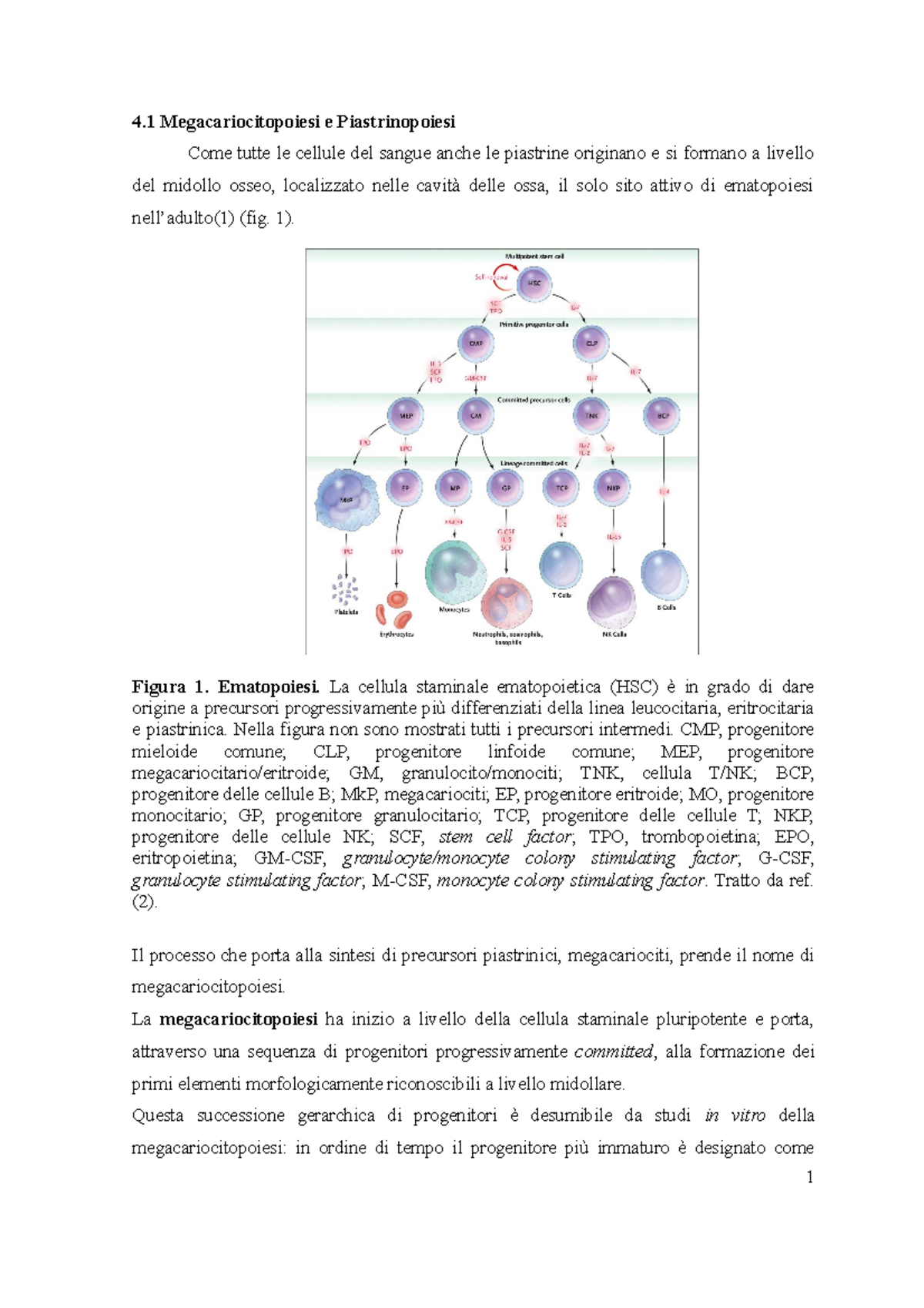 Piastrine - Appunti 1,2,3 - 4 Megacariocitopoiesi e Piastrinopoiesi ...